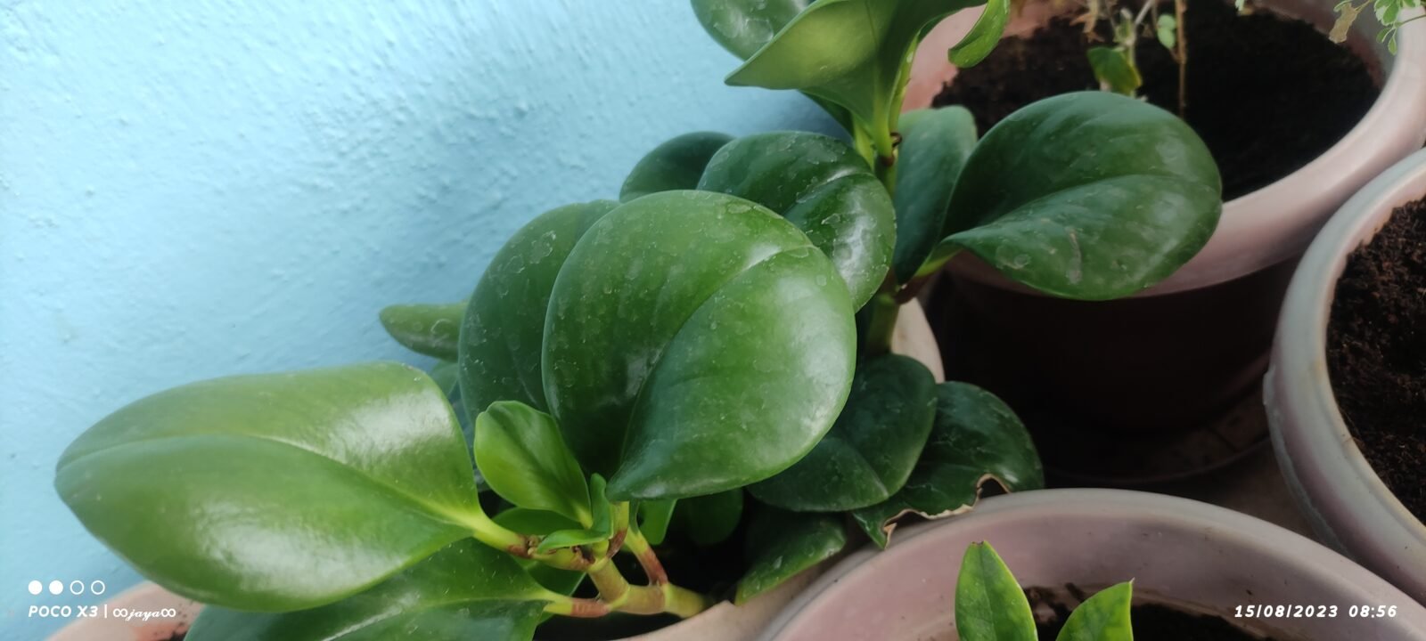 /start-here-container gardening/